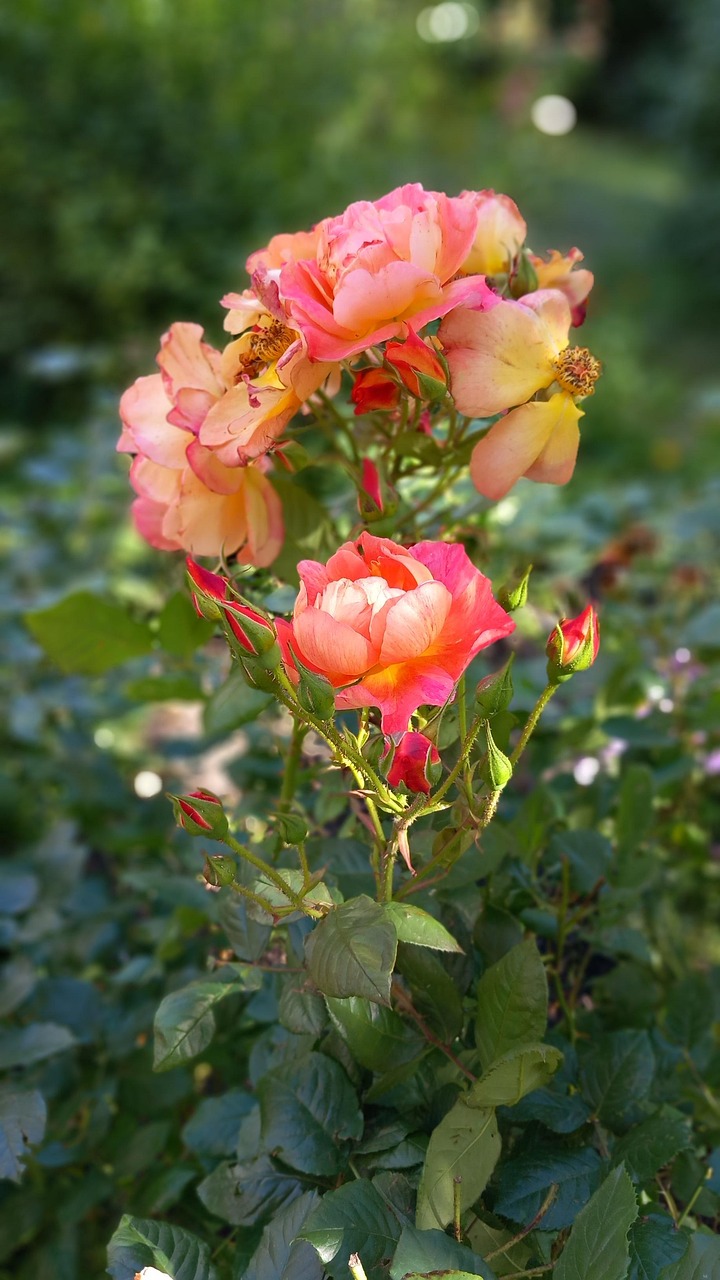 Des Roses Rose Jaune - Photo gratuite sur Pixabay - Pixabay