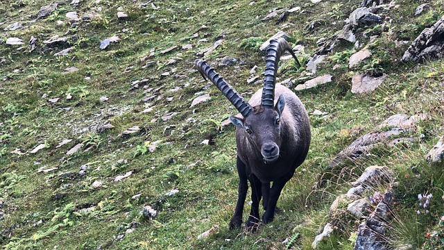 Capricorn Animal - Free photo on Pixabay - Pixabay