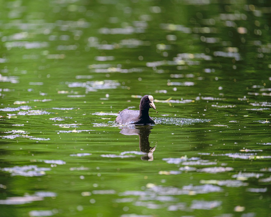 Bird Coot Water - Free photo on Pixabay - Pixabay