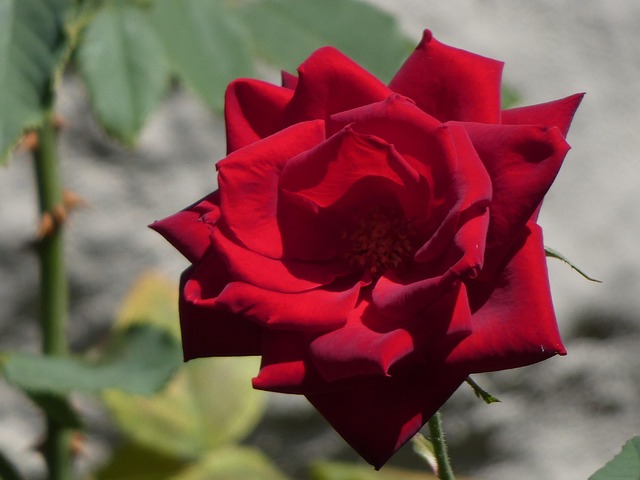 Mawar Merah Bunga - Foto gratis di Pixabay