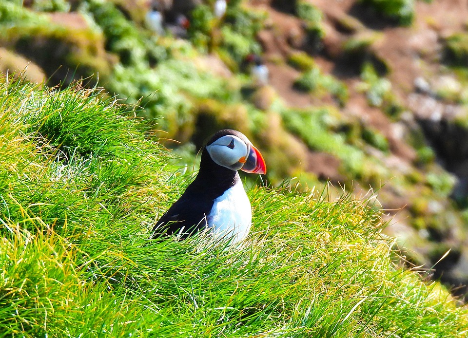 Puffin Iceland Birds Breeding - Free photo on Pixabay