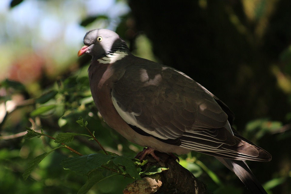 Pigeon Ramier Oiseau Animal - Photo gratuite sur Pixabay