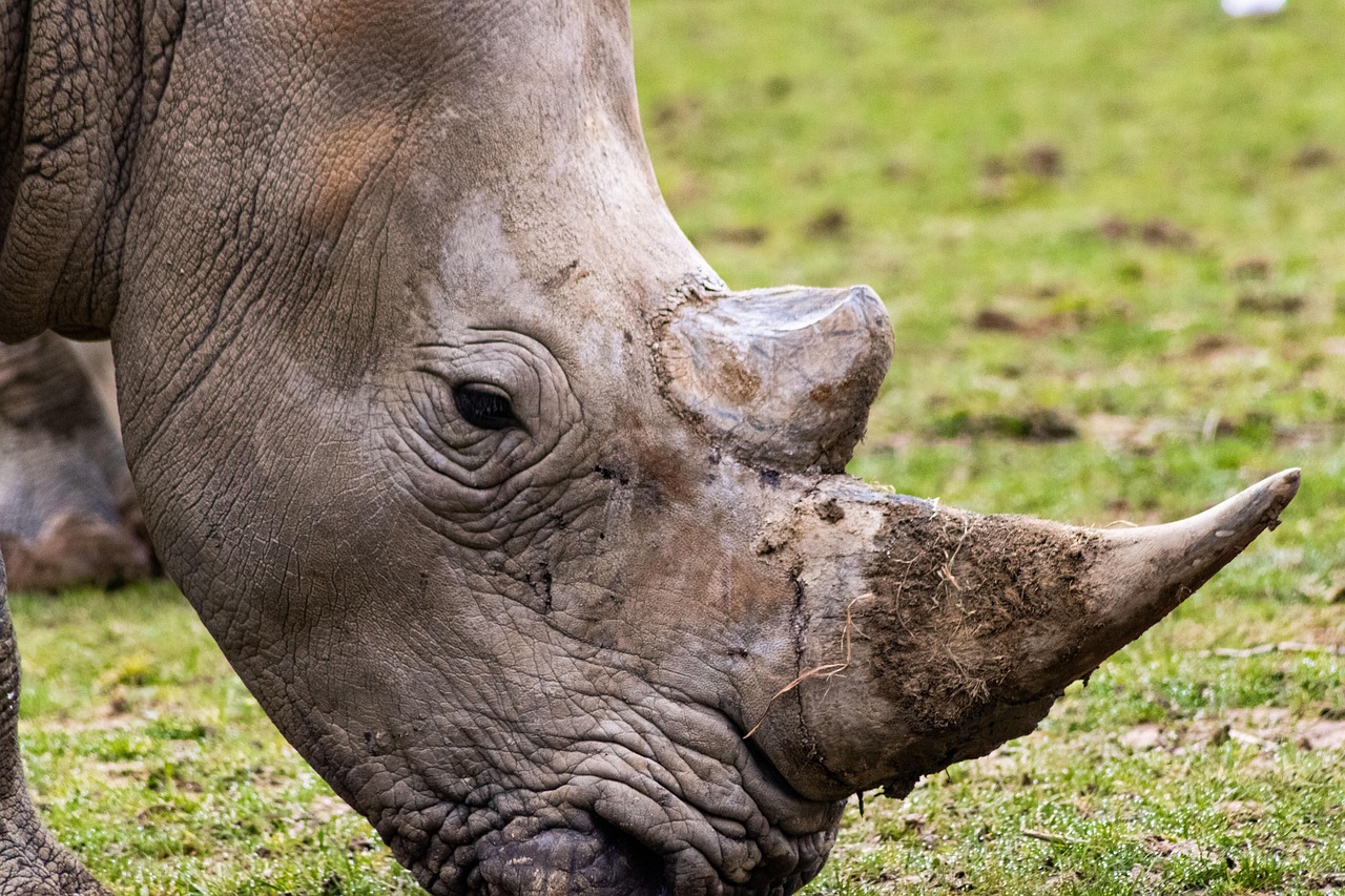 Gros Plan Rhinocéros Corne De - Photo gratuite sur Pixabay - Pixabay