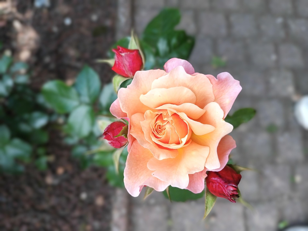 Pink Bunga Alam - Foto gratis di Pixabay - Pixabay