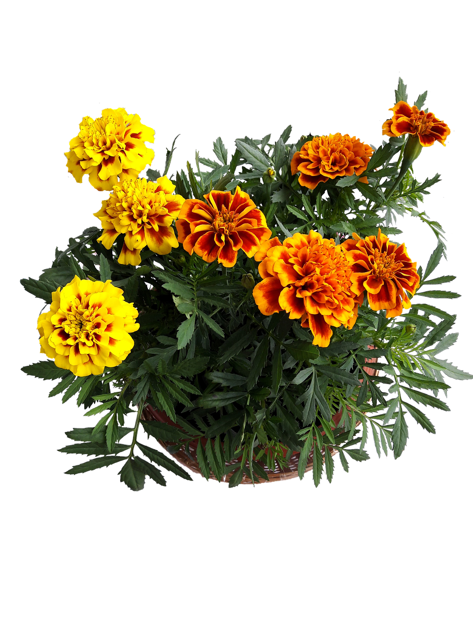 Tagetes Plant Flower - Free photo on Pixabay - Pixabay