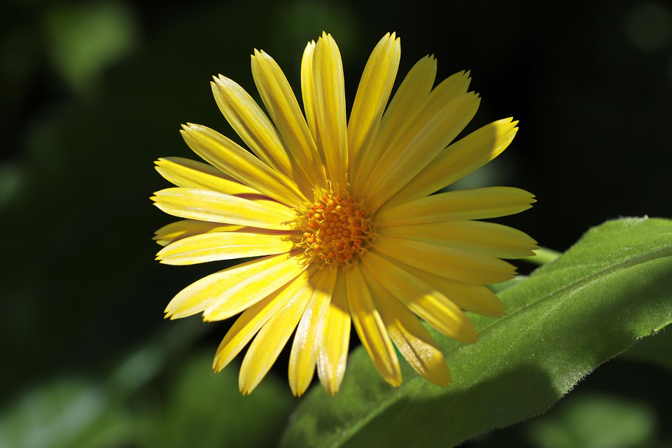 Garden Nature Marigold - Free photo on Pixabay - Pixabay