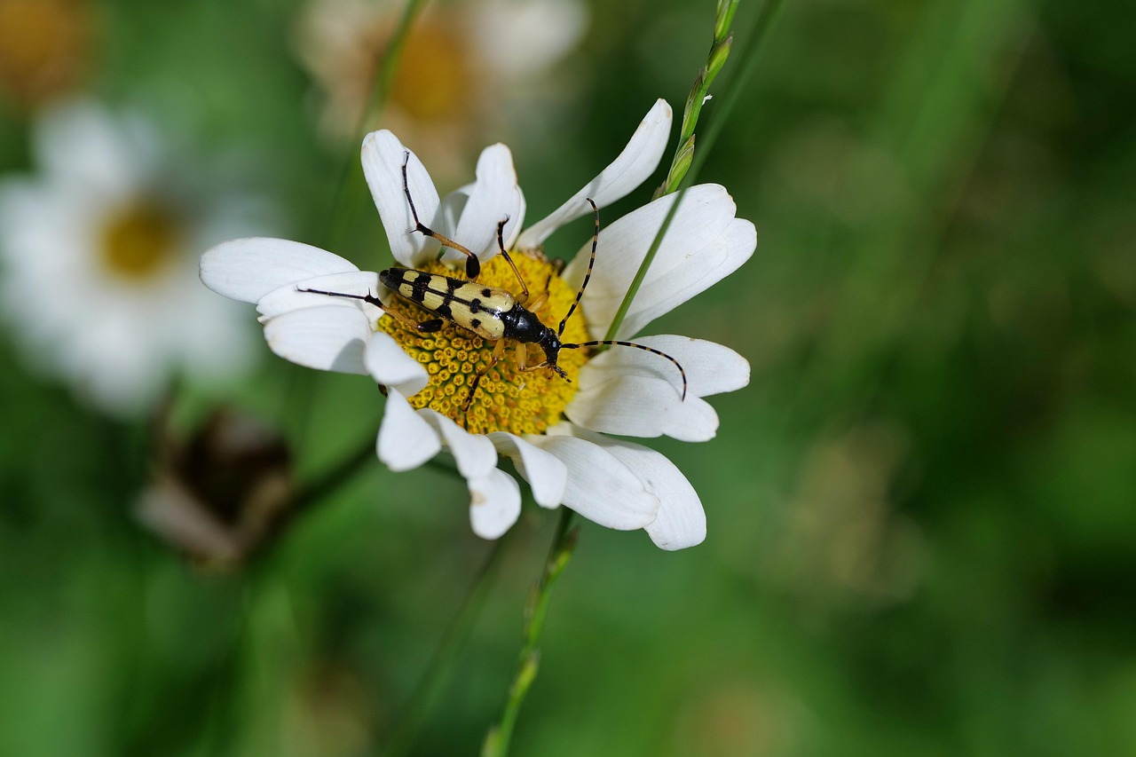 Insecte Entomologie Marguerite - Photo gratuite sur Pixabay - Pixabay
