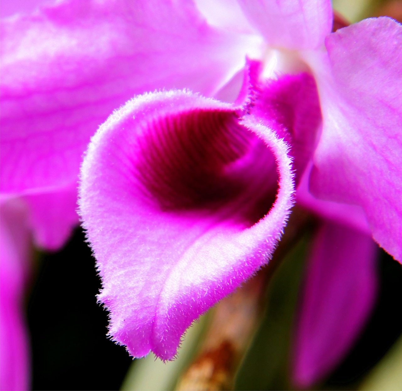 Bunga Mekar Bakung - Foto gratis di Pixabay