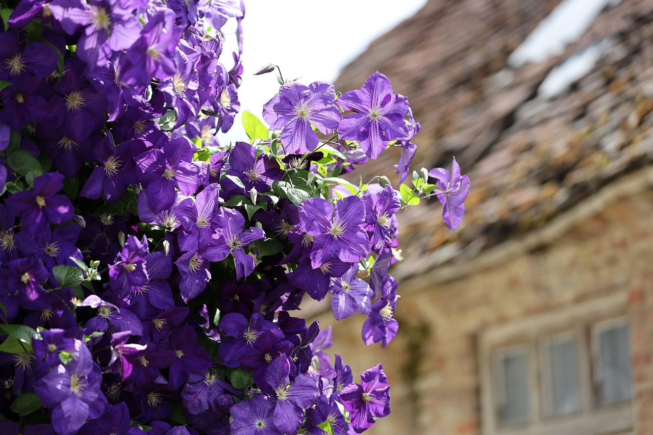 Blue Clematis Flowers - Free photo on Pixabay - Pixabay