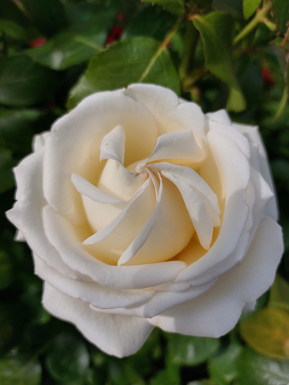 Rose Blossom - Free photo on Pixabay