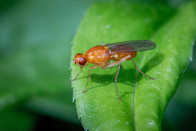 Fly Pegomya Insect - Free photo on Pixabay - Pixabay