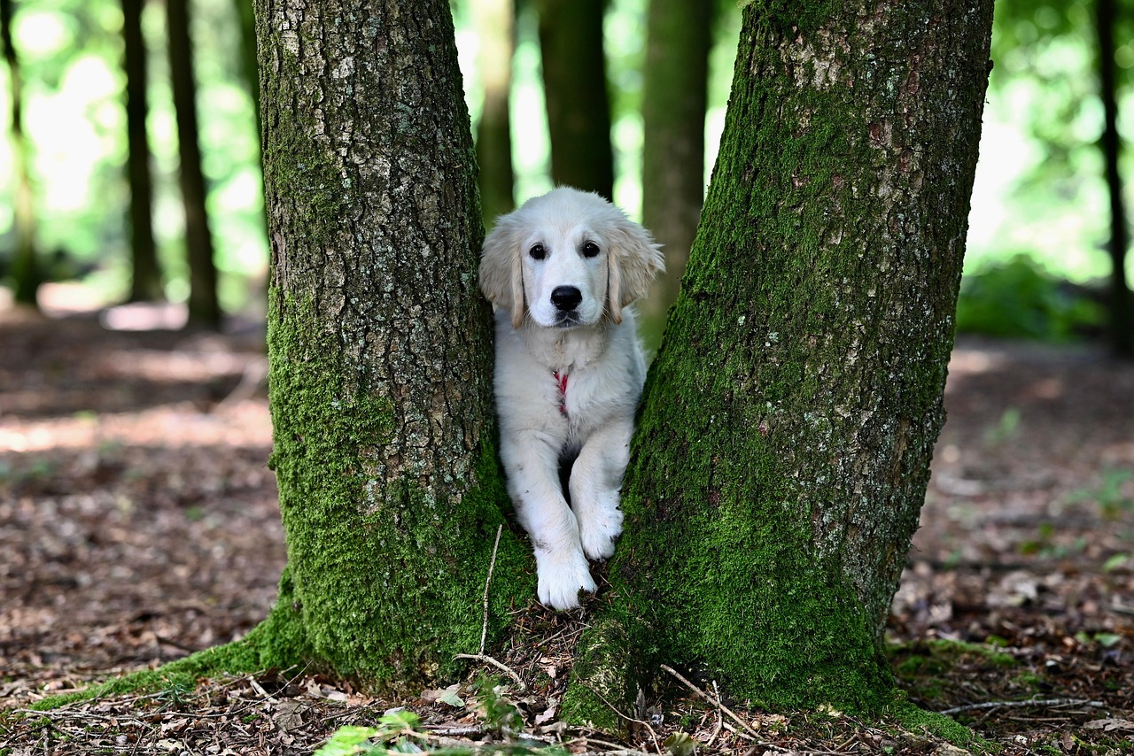 10,000+ Free Puppy & Dog Images - Pixabay