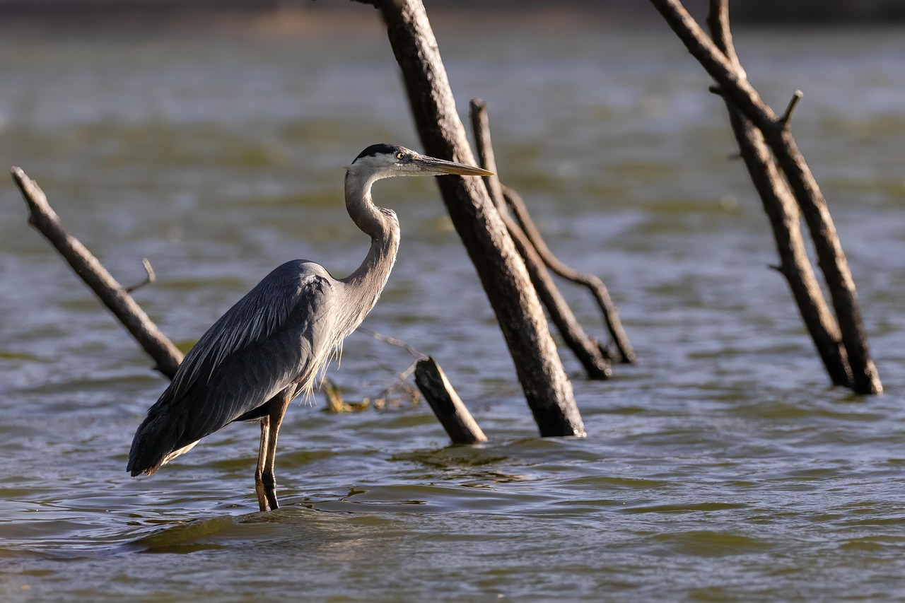 Great Heron Bird - Free photo on Pixabay