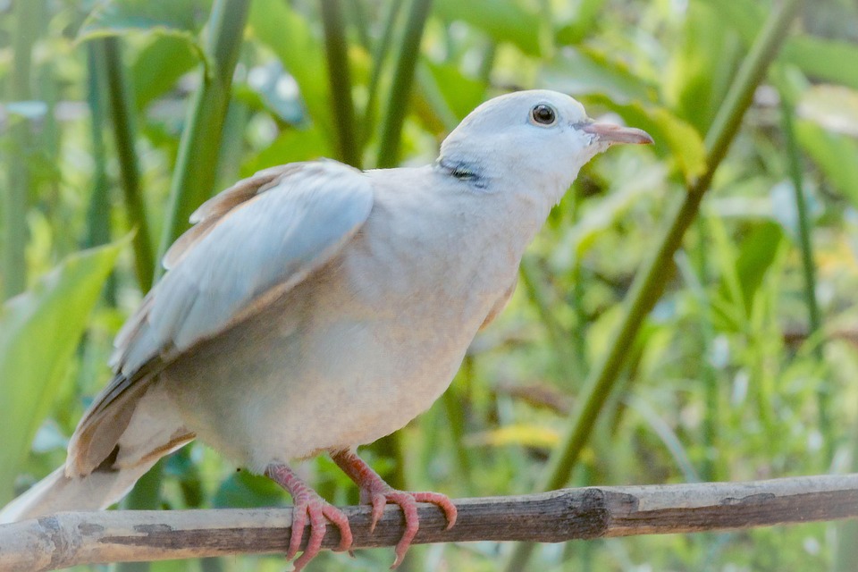 Pomba Pássaro Natureza - Foto gratuita no Pixabay