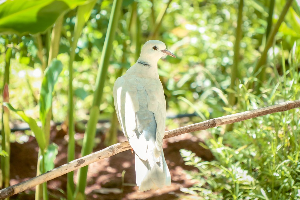Pomba Pássaro Natureza - Foto gratuita no Pixabay