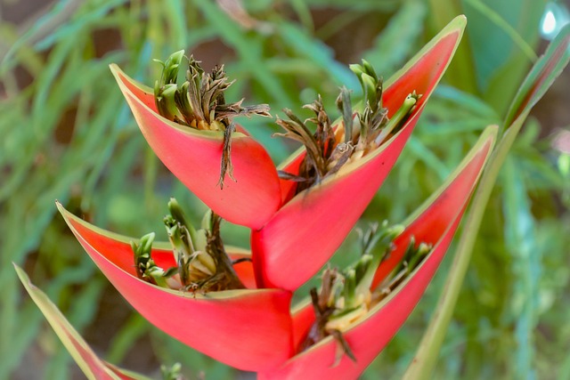 Bunga Alam Bloom - Gambar gratis di Pixabay - Pixabay