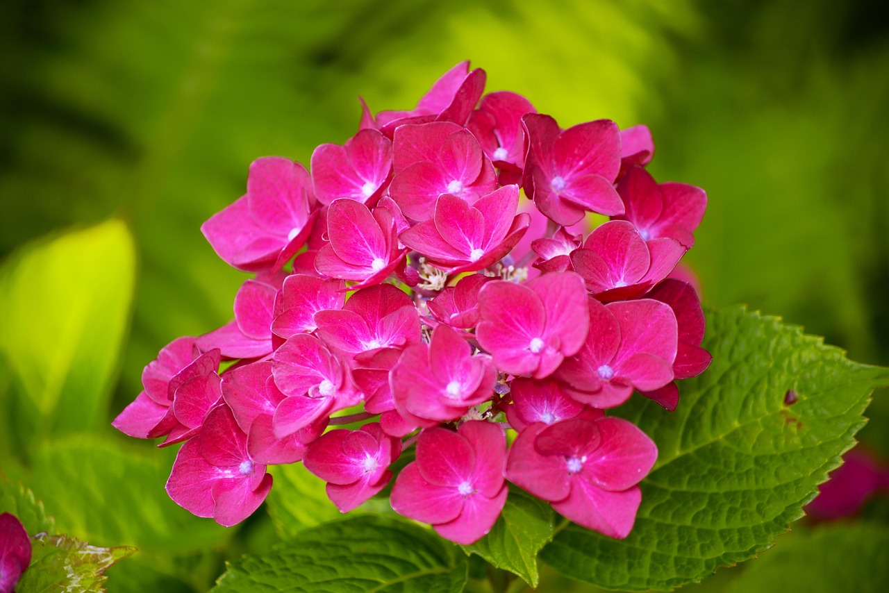 Hydrangea Red Flowers Flower Free Photo On Pixabay Pixabay