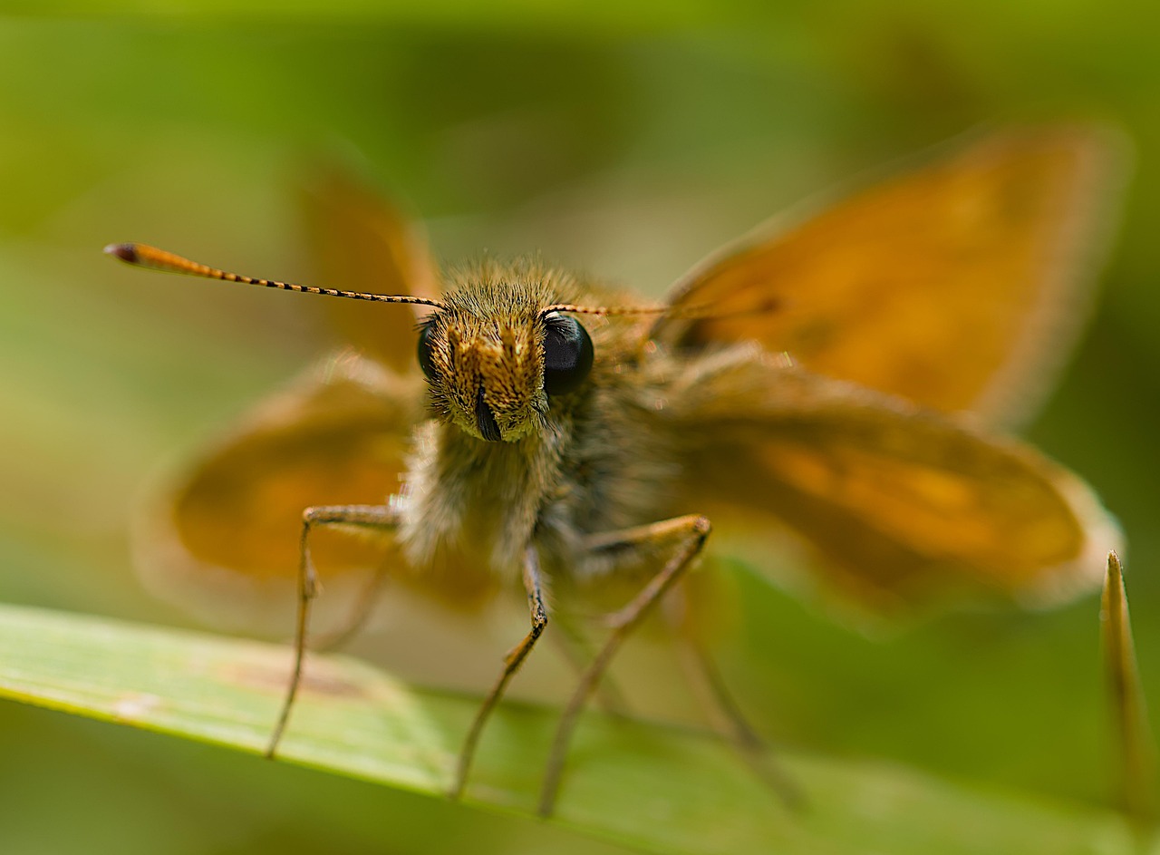 Large Skipper Butterfly - Free photo on Pixabay