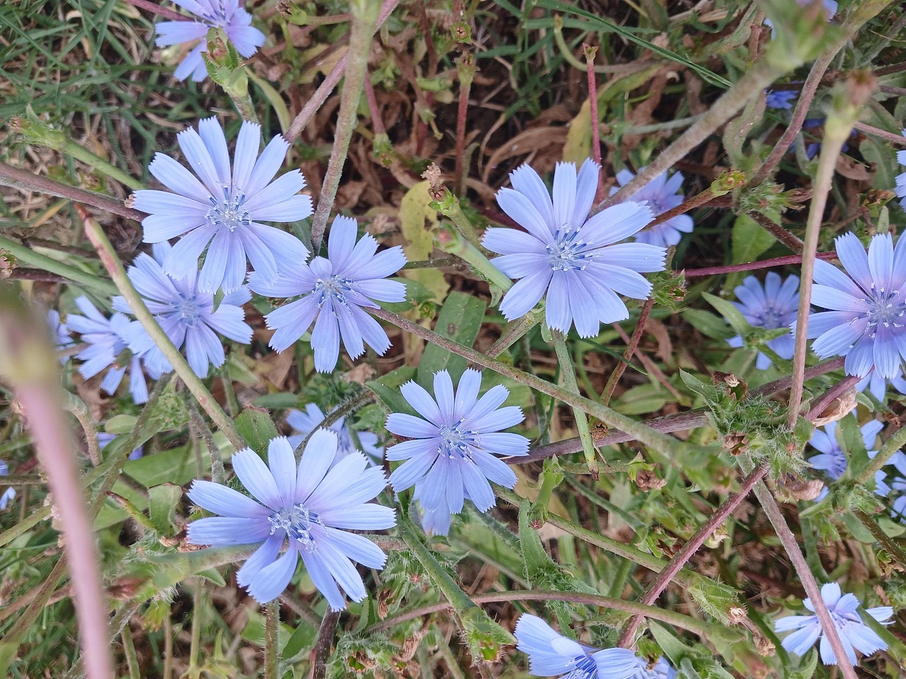 Fleurs Cichorium Intybus Nature - Photo gratuite sur Pixabay