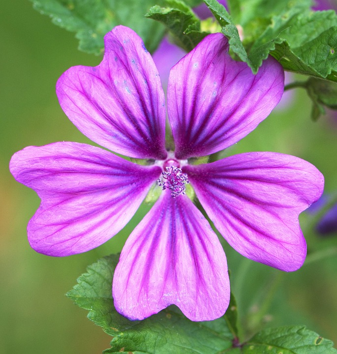 Malva Sylvestris Virág Üzem - Ingyenes fotó a Pixabay-en - Pixabay