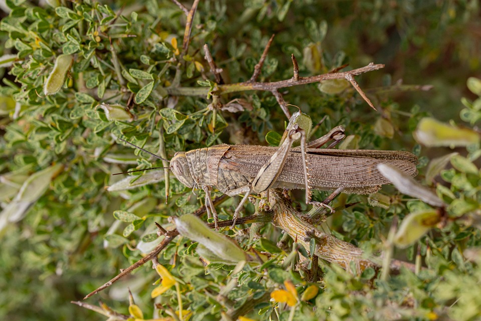 Grasshopper Insect Nature Crawling Free Photo On Pixabay Pixabay