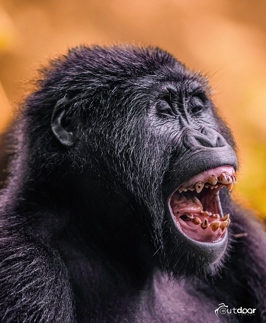 Gorilla Animal Wildlife - Free photo on Pixabay - Pixabay