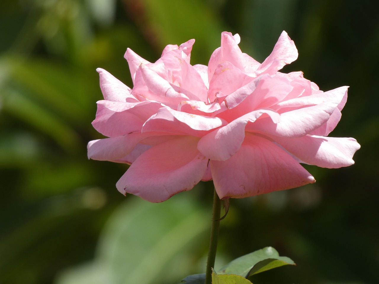 Beautiful Rose Scenery