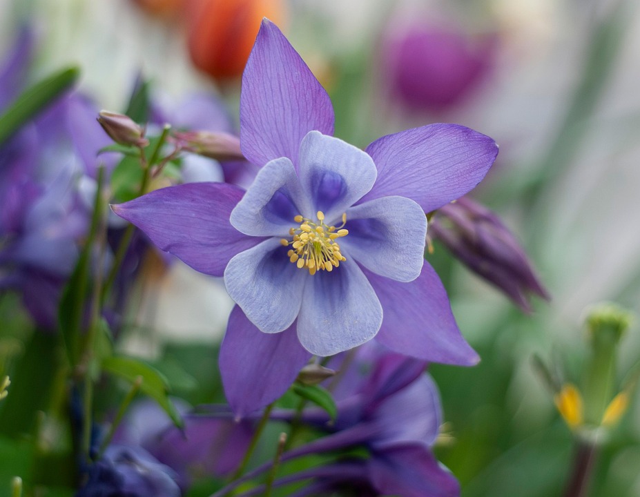 Columbine Aquilegia Alam - Foto gratis di Pixabay