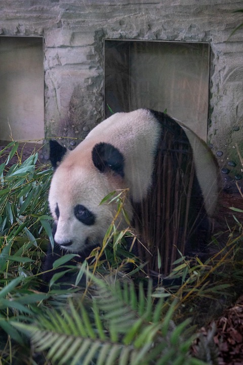 Panda Animal Zoo - Foto gratis en Pixabay - Pixabay