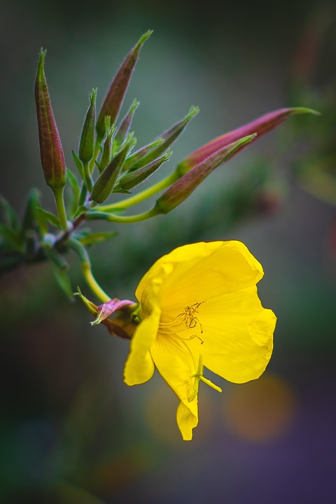 Evening Primrose Flower Plant - Free photo on Pixabay