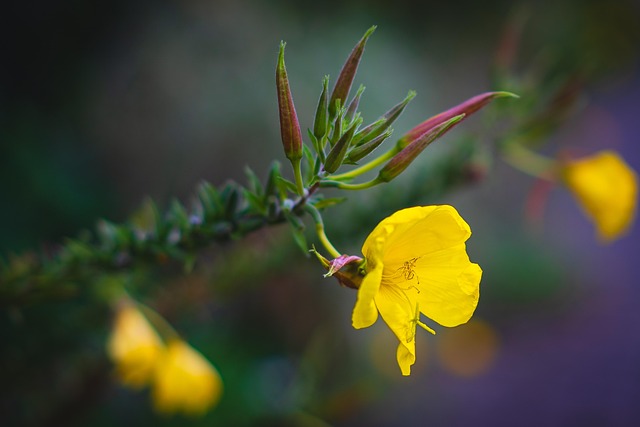 Primrose Flower Blossom - Free photo on Pixabay - Pixabay