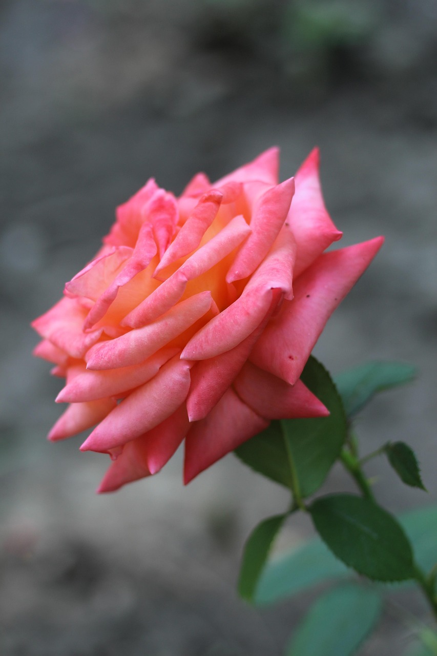 Rose Flower Petals - Free photo on Pixabay