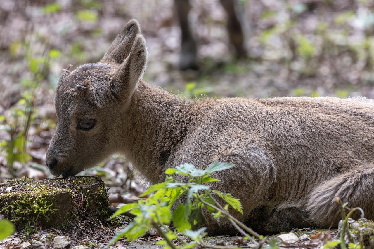 Animal Mammal Wildlife - Free photo on Pixabay - Pixabay