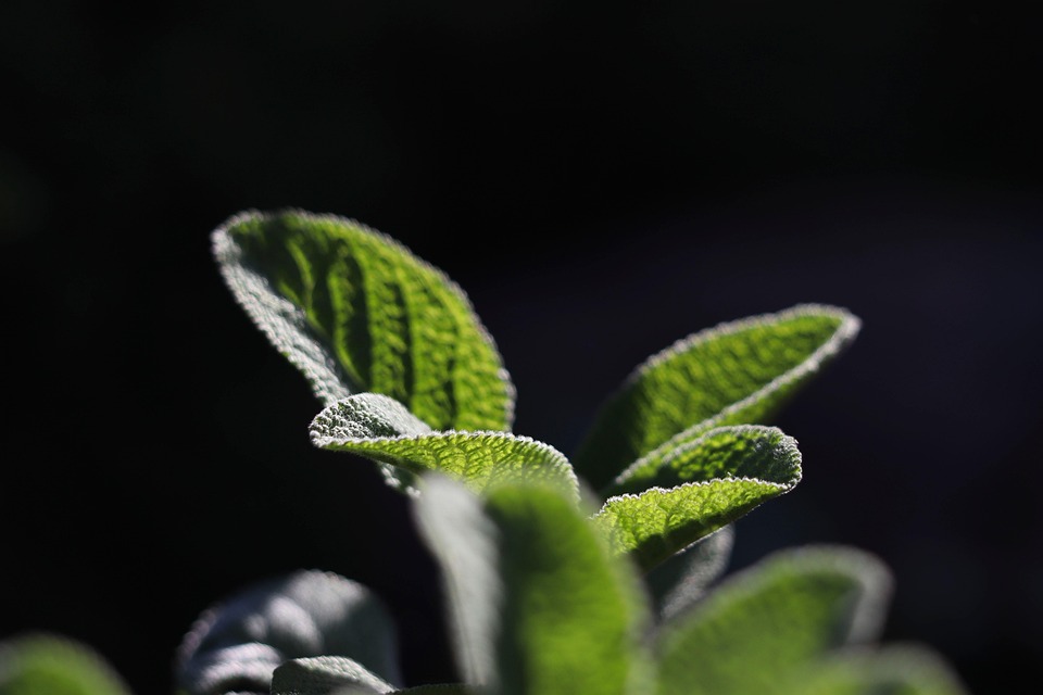 Nature Paysage Vert Le - Photo gratuite sur Pixabay - Pixabay