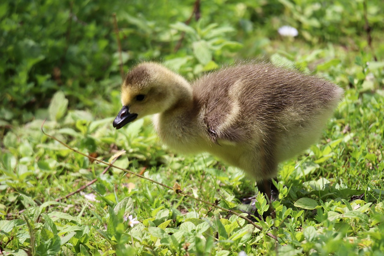 Goose Gosling Chick - Free photo on Pixabay - Pixabay