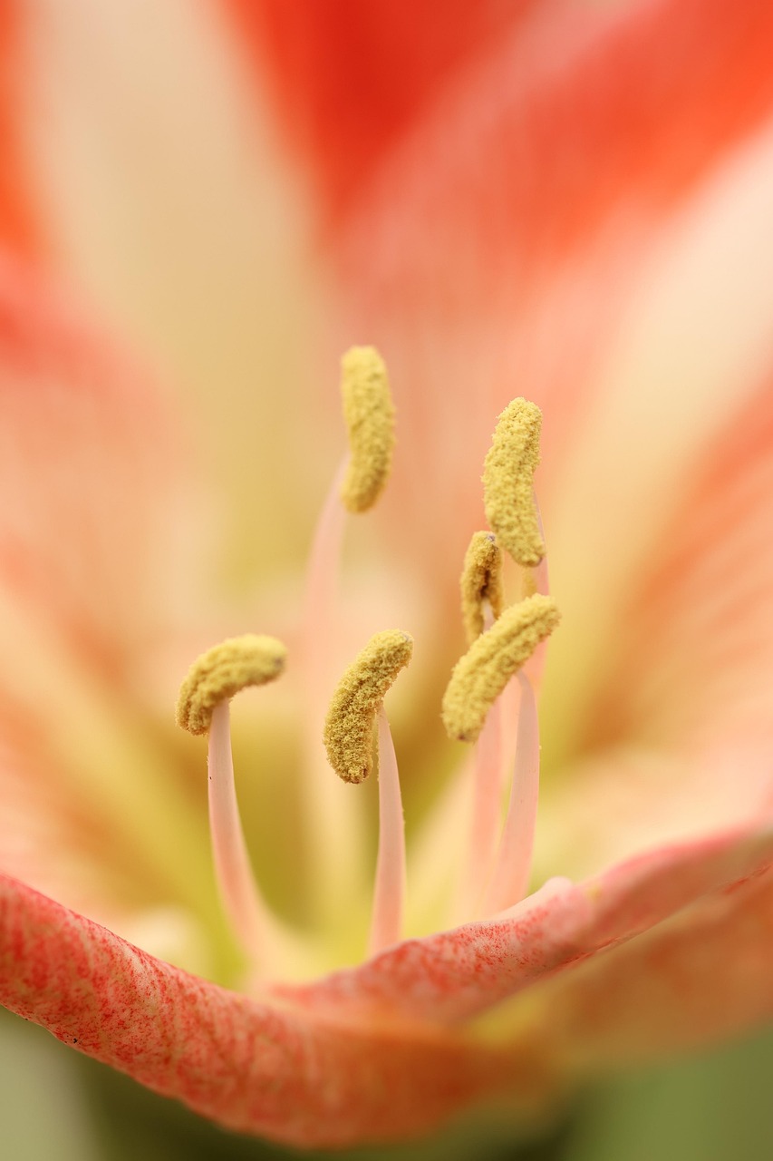Pestle Nature Flower - Free photo on Pixabay - Pixabay