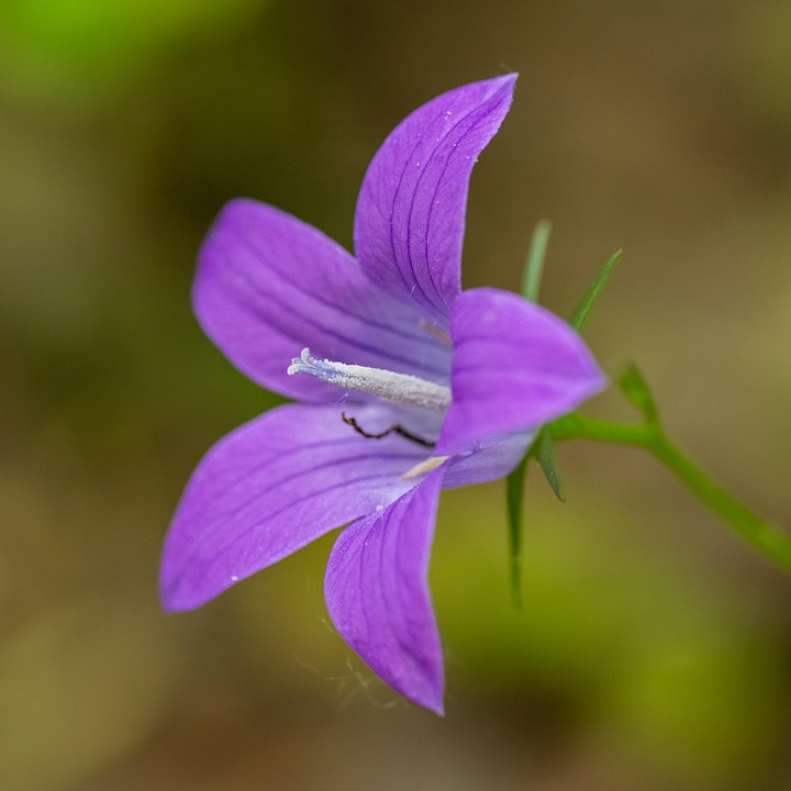 Flower Botany Bellflower - Free photo on Pixabay - Pixabay