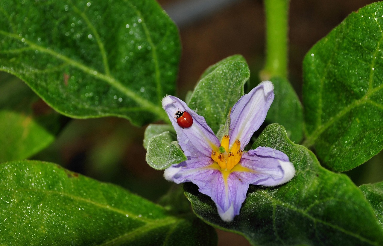 Insect Ladybug Flower - Free photo on Pixabay - Pixabay