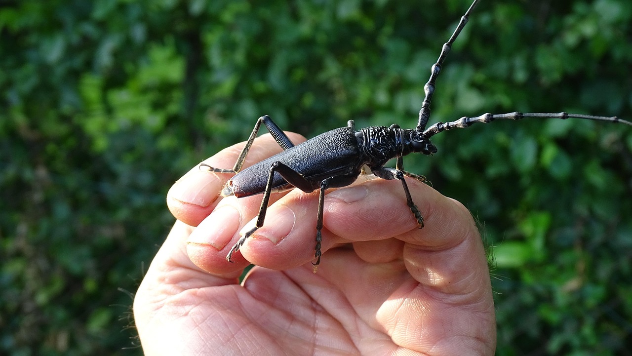 Capricorne Du Chêne Gros Insecte - Photo gratuite sur Pixabay - Pixabay