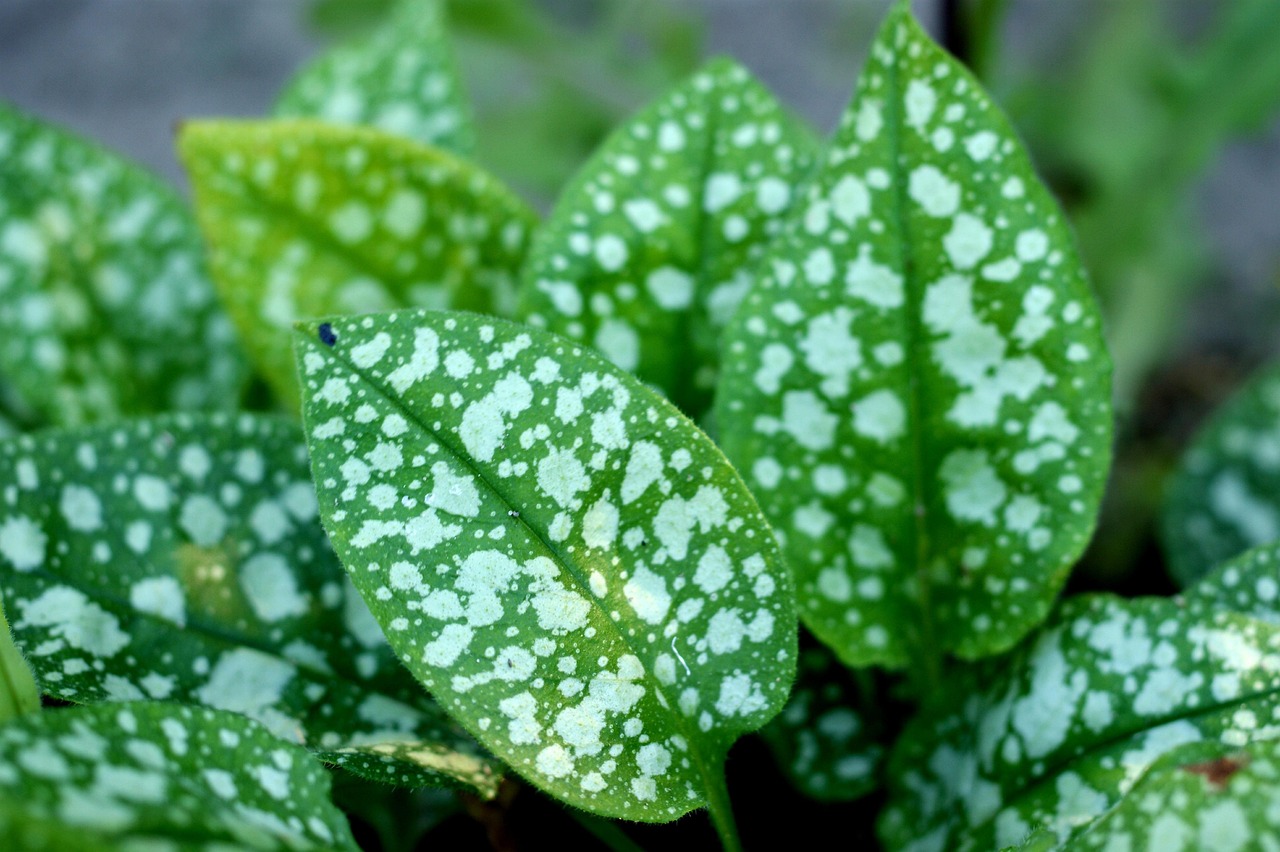 Leaves Nature Green - Free photo on Pixabay