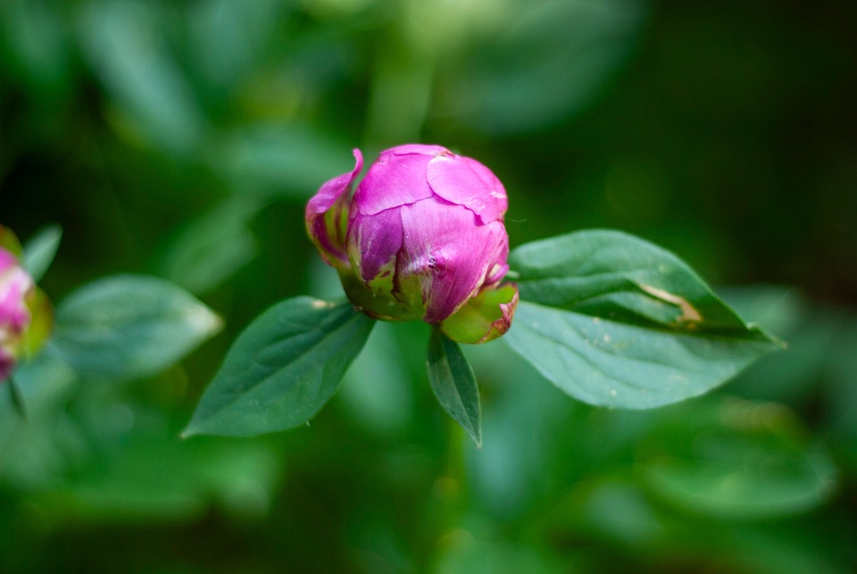 Peony Bud Spring - Free photo on Pixabay - Pixabay