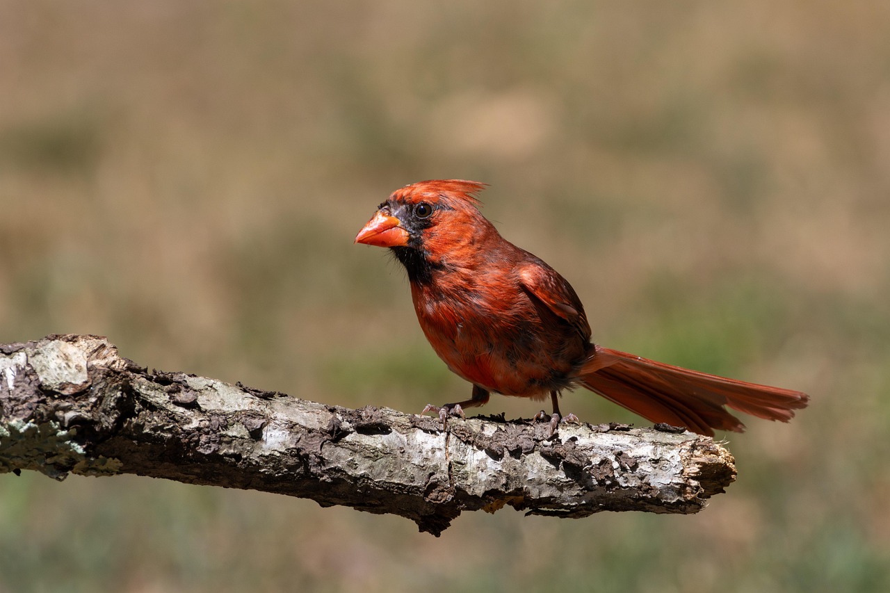 Bird Cardinal Feathers - Free photo on Pixabay - Pixabay