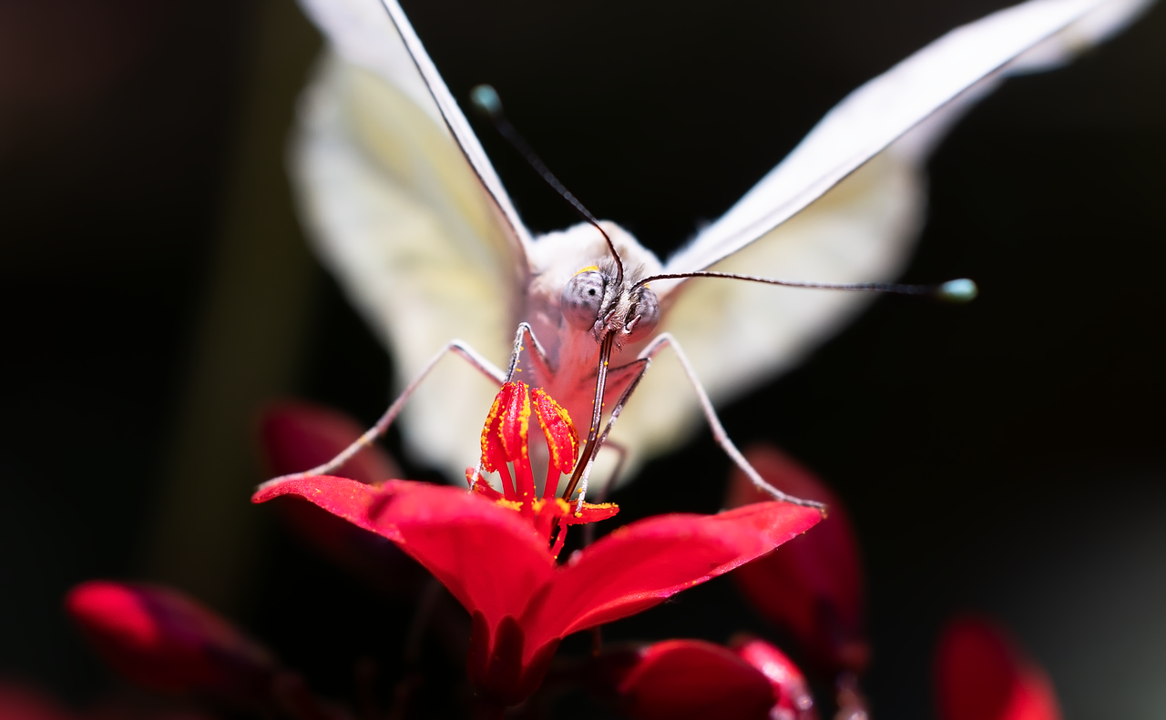 Insect Pollination Butterfly - Free photo on Pixabay - Pixabay