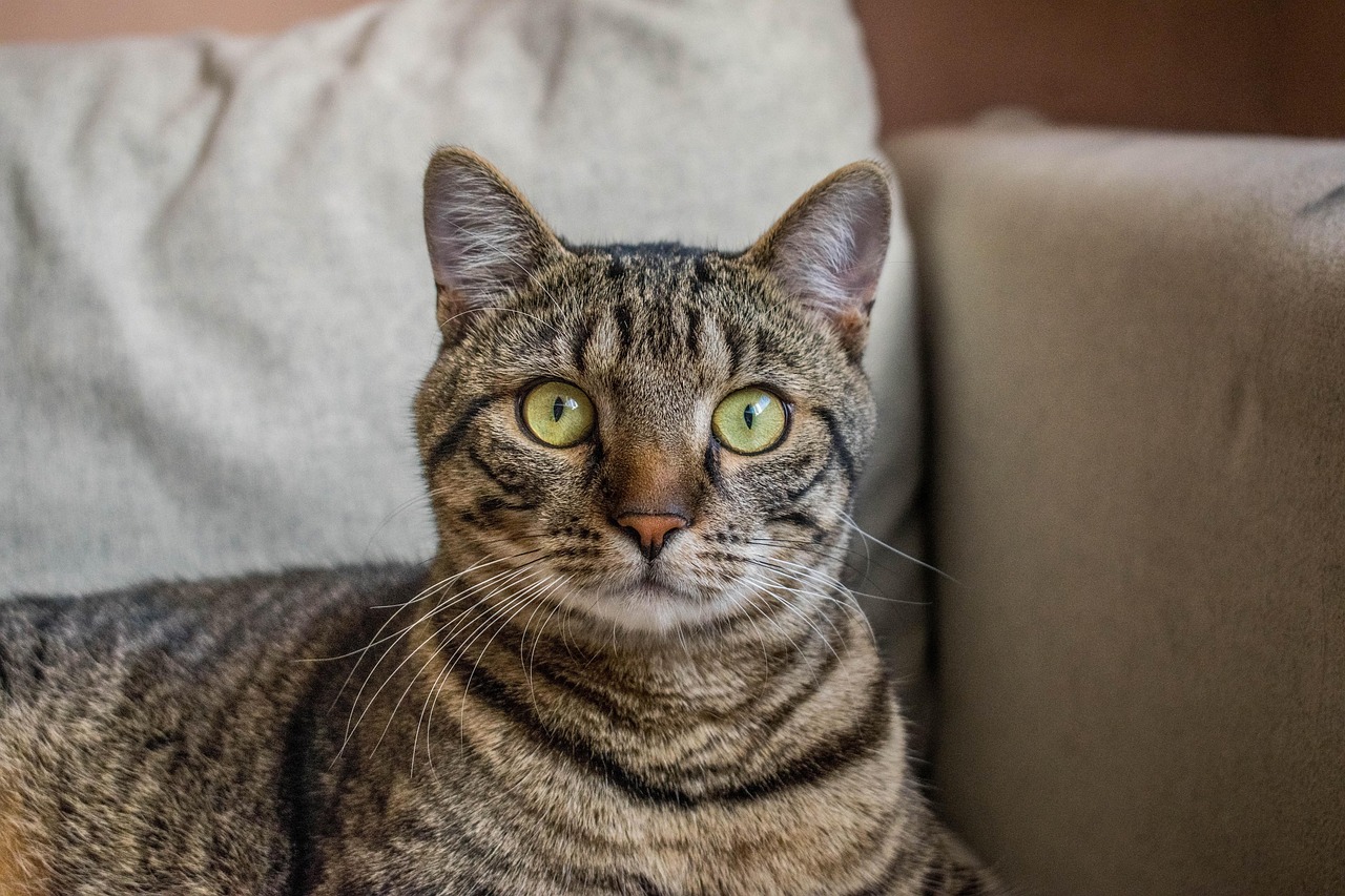 Lindo Gato Atigrado Gris