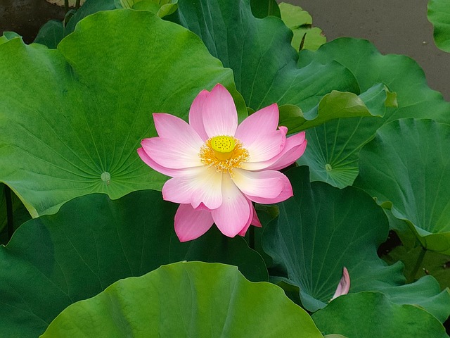 Hass Flower Lotus - Free photo on Pixabay - Pixabay