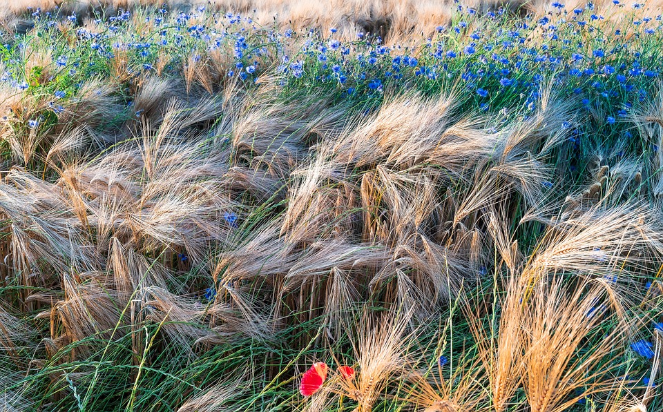 Prairie Flower - Free photo on Pixabay - Pixabay