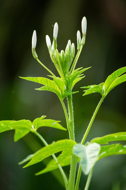 Branco Flor Verde - Foto gratuita no Pixabay - Pixabay