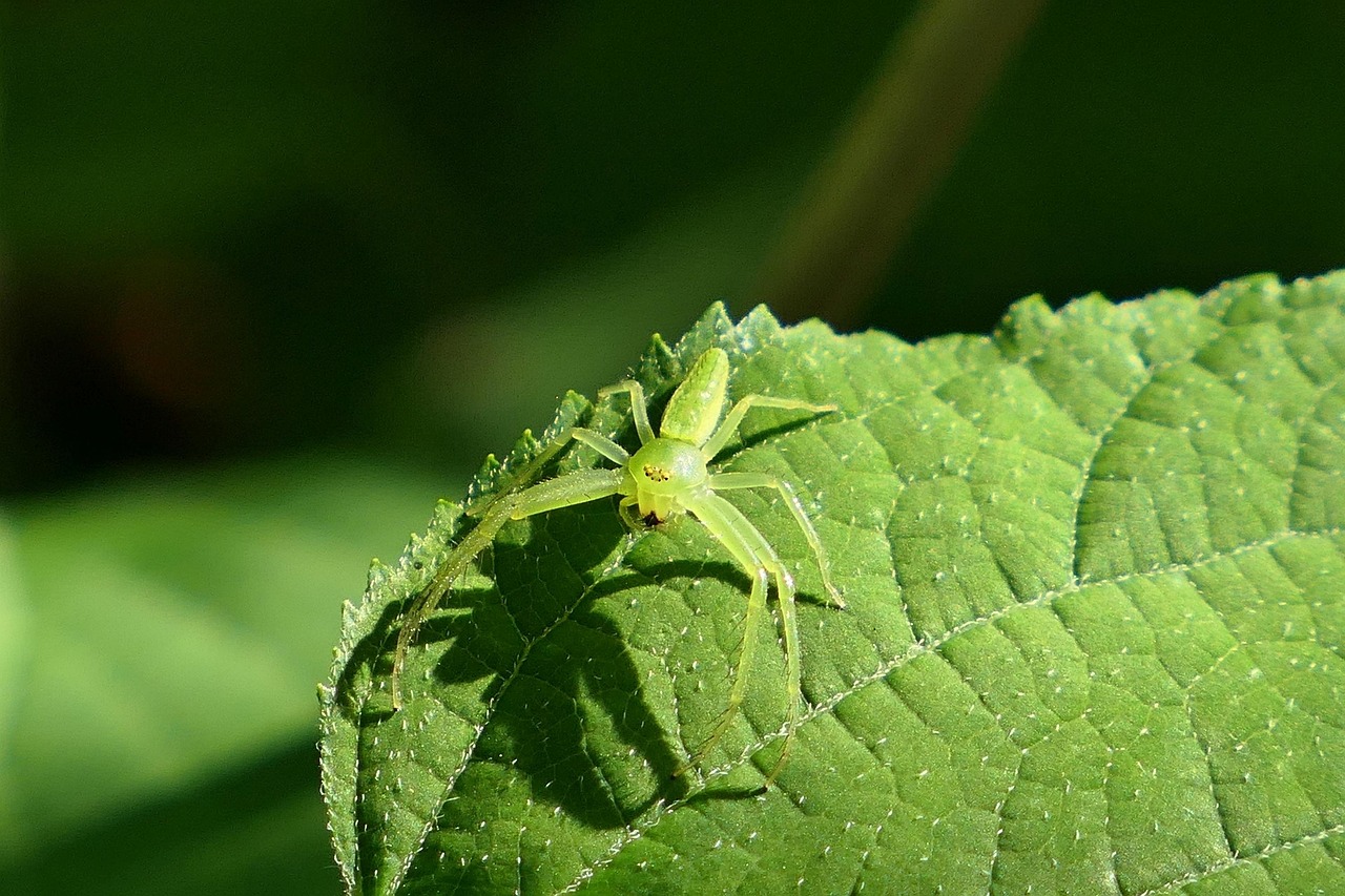 Spider Green Crab Insect - Free photo on Pixabay - Pixabay