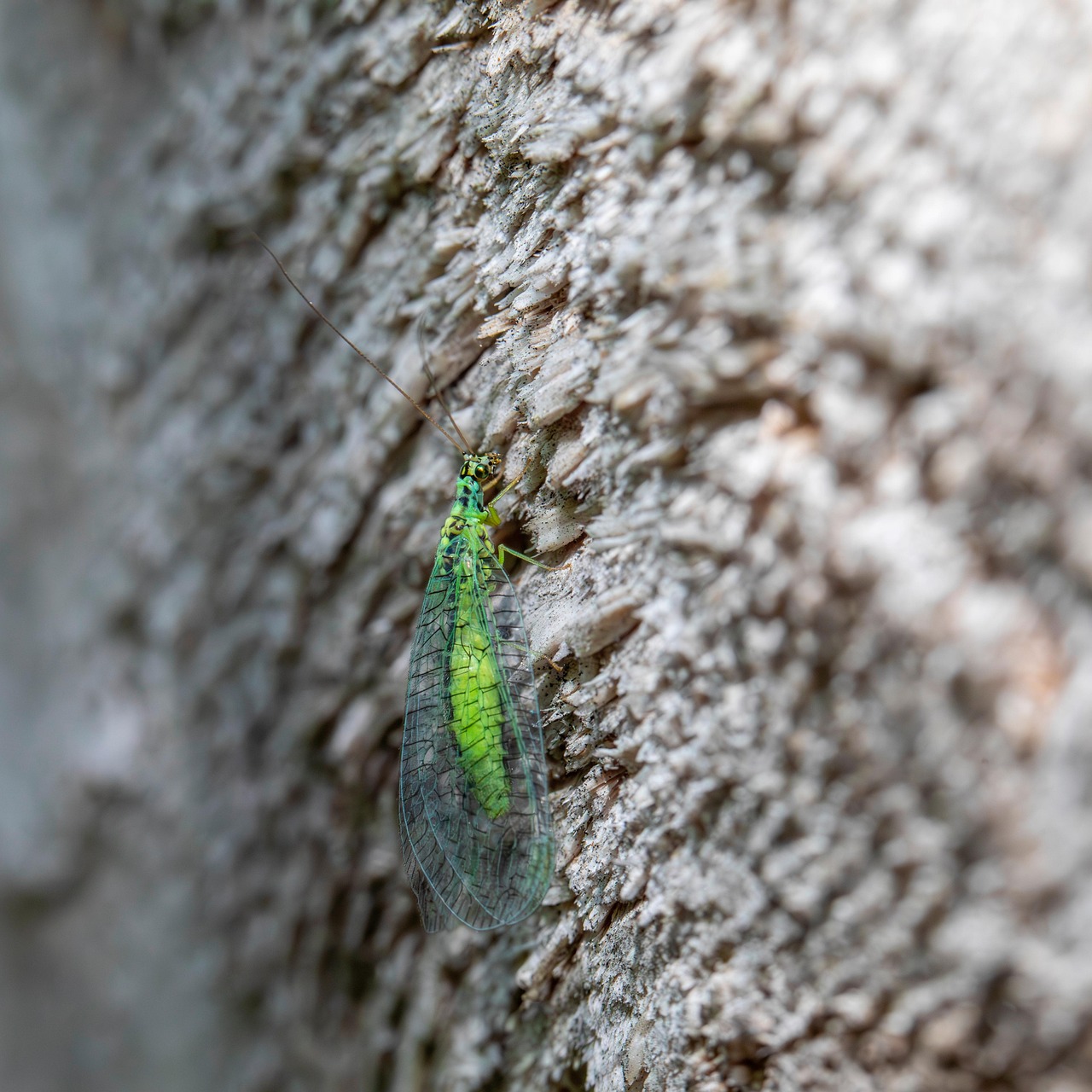 Crisopa Verde Control De Pulgones - Foto gratis en Pixabay - Pixabay