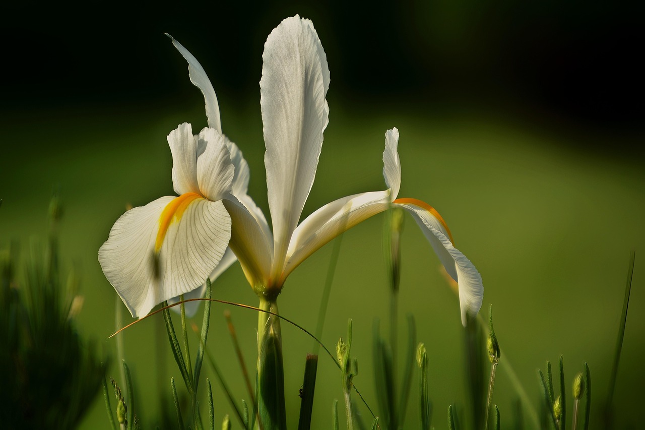 Flower Iris Nature - Free photo on Pixabay